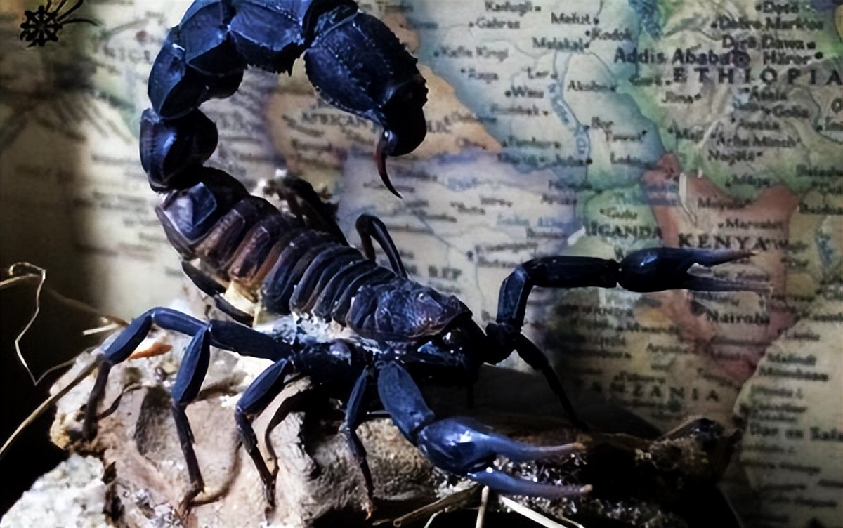 Seven 'small animals' that threaten humans, the last killing more than ...
