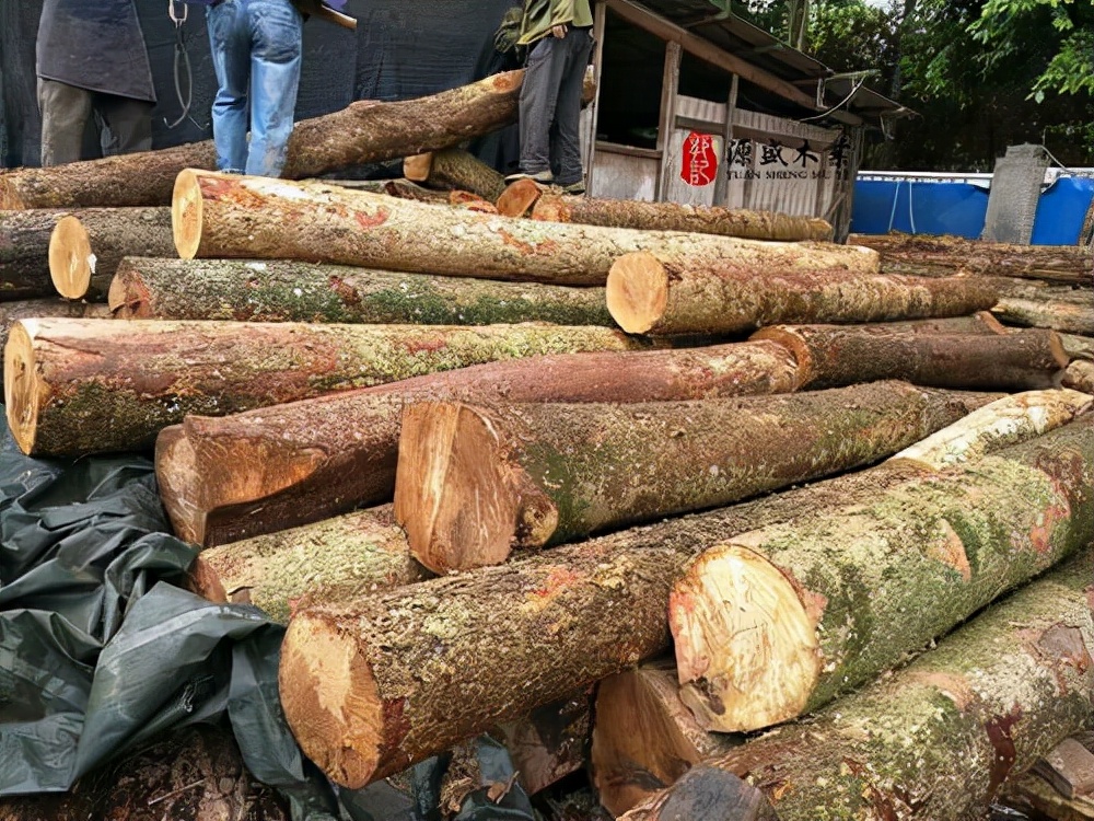The world's largest golden nanmu tree is 4,300 years old. Unfortunately ...