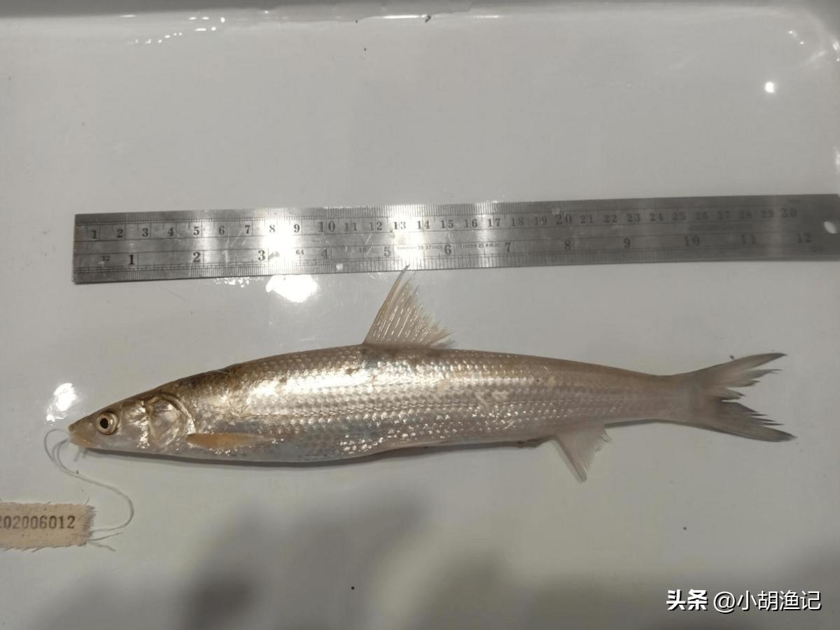 A mysterious fish species appeared in Dongting Lake. It was declared ...