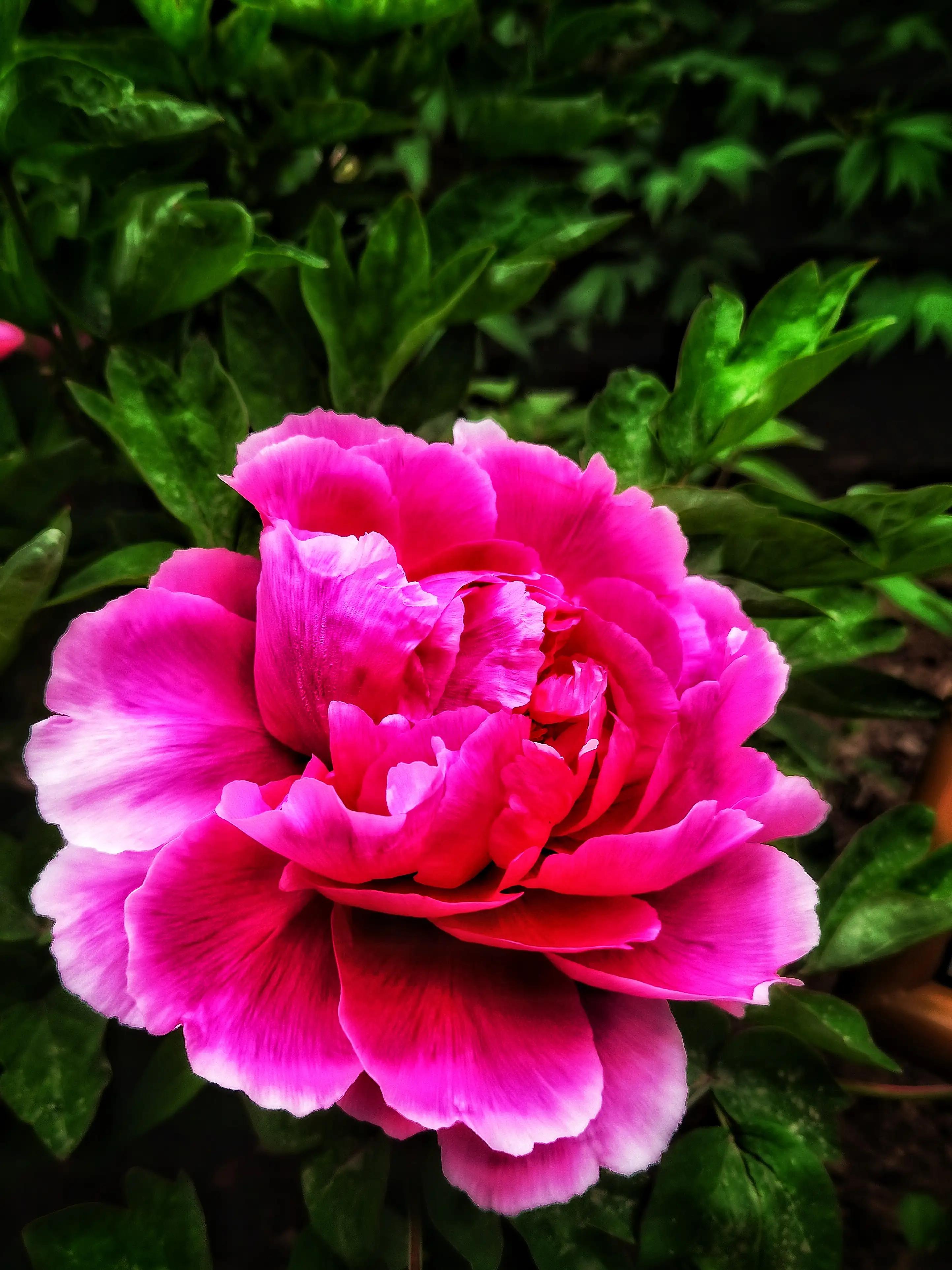 The most beautiful April day in the world, flowers are flying ...