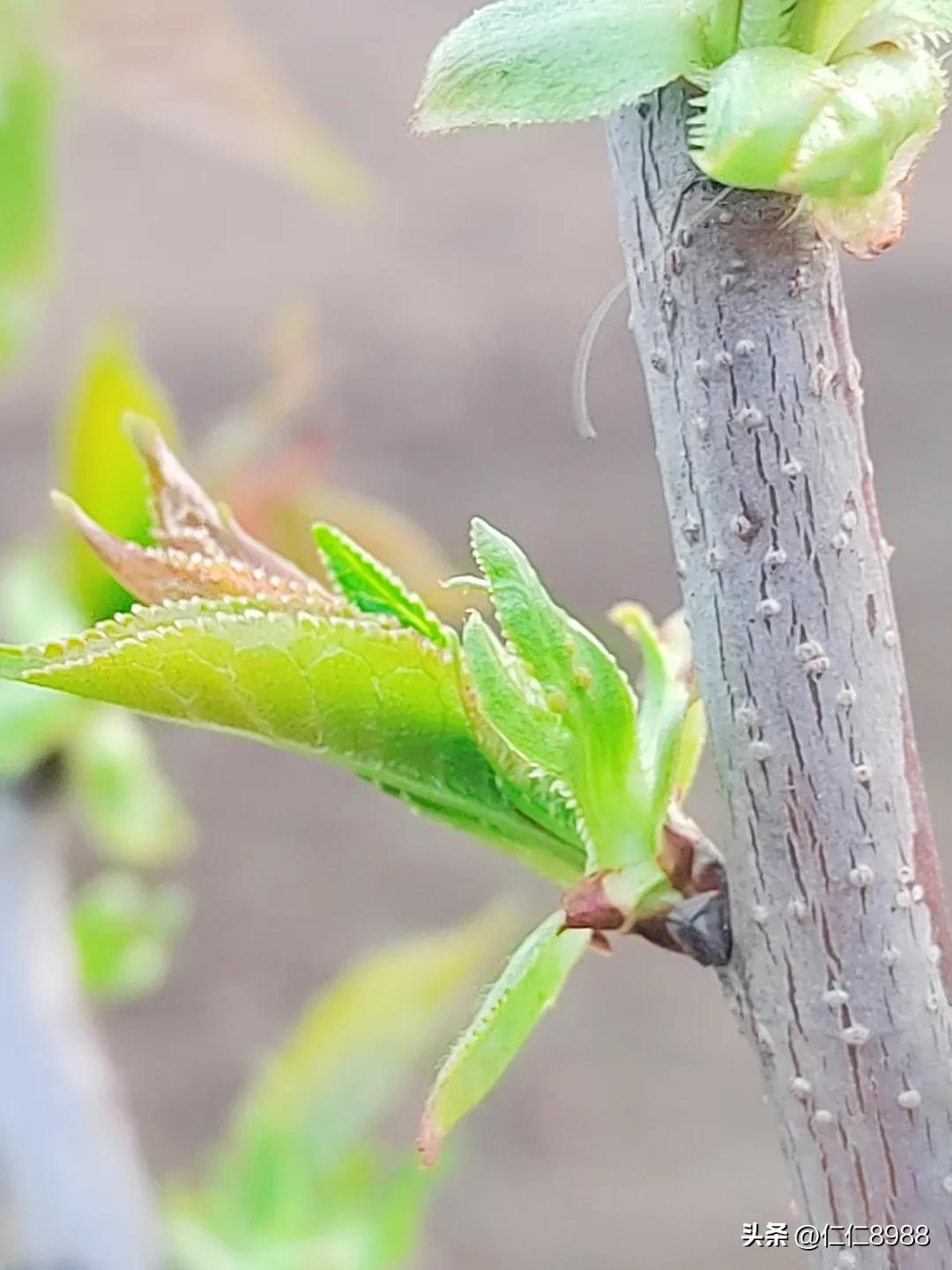 Snapchat with your phone: Spring Buds - iMedia