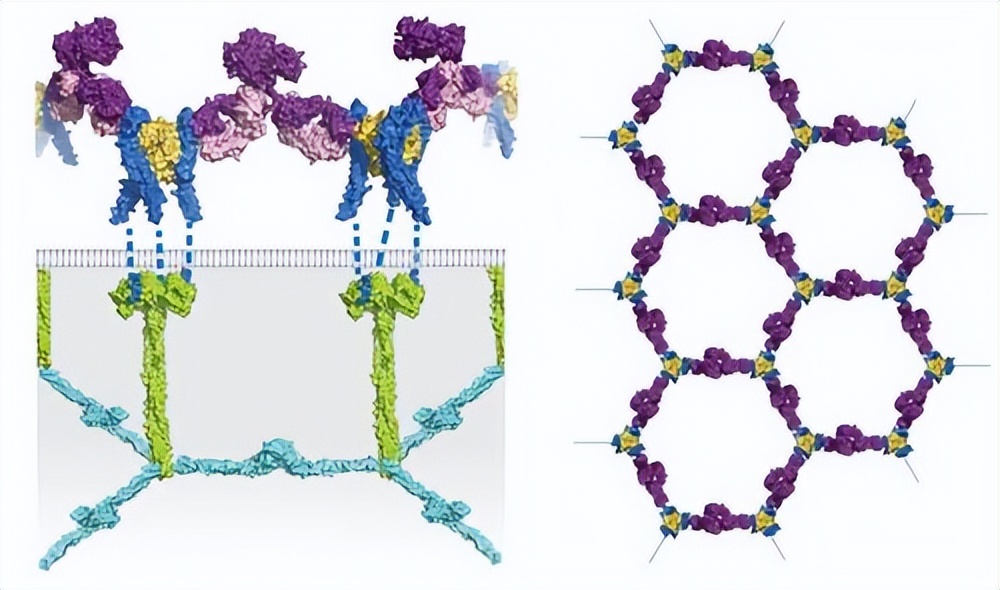 Universal protein models for efficient antibody evolution - iNEWS