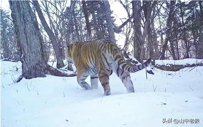 It is deeply gratifying and anticipating that there may still be wild ...
