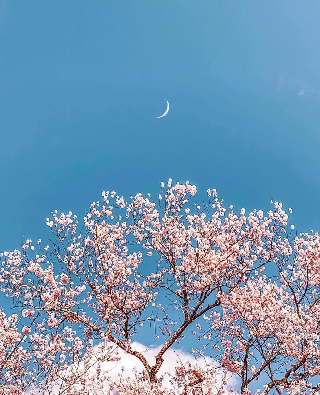 After 6 weeks, the four constellations will fight with each other, and ...