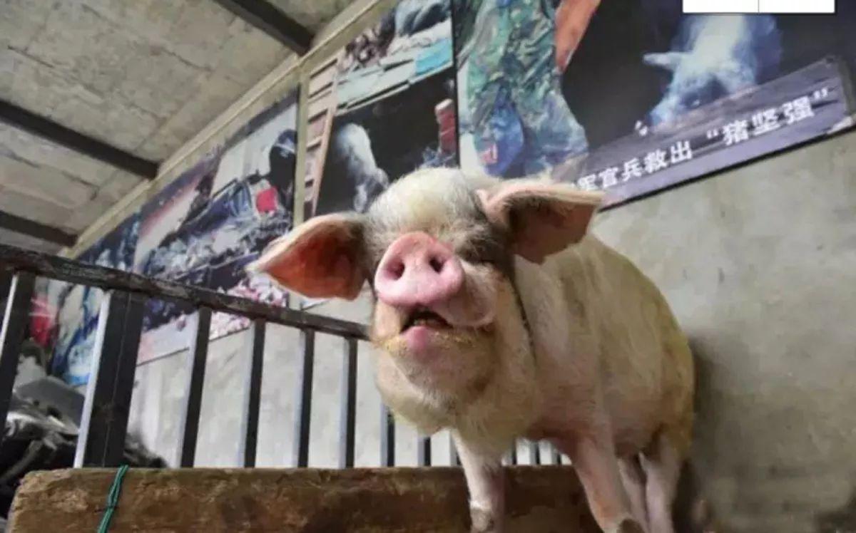 Fifteen years ago, the "pig strong" who was buried for 36 days in the ...