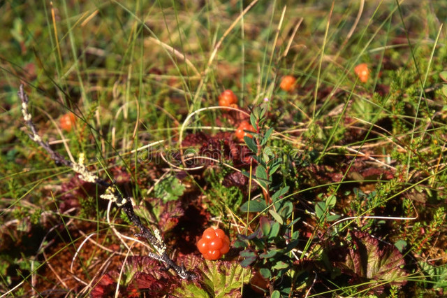 The Emperor's Son Chengfeng: A Magnificent Ancient Legend - iMedia