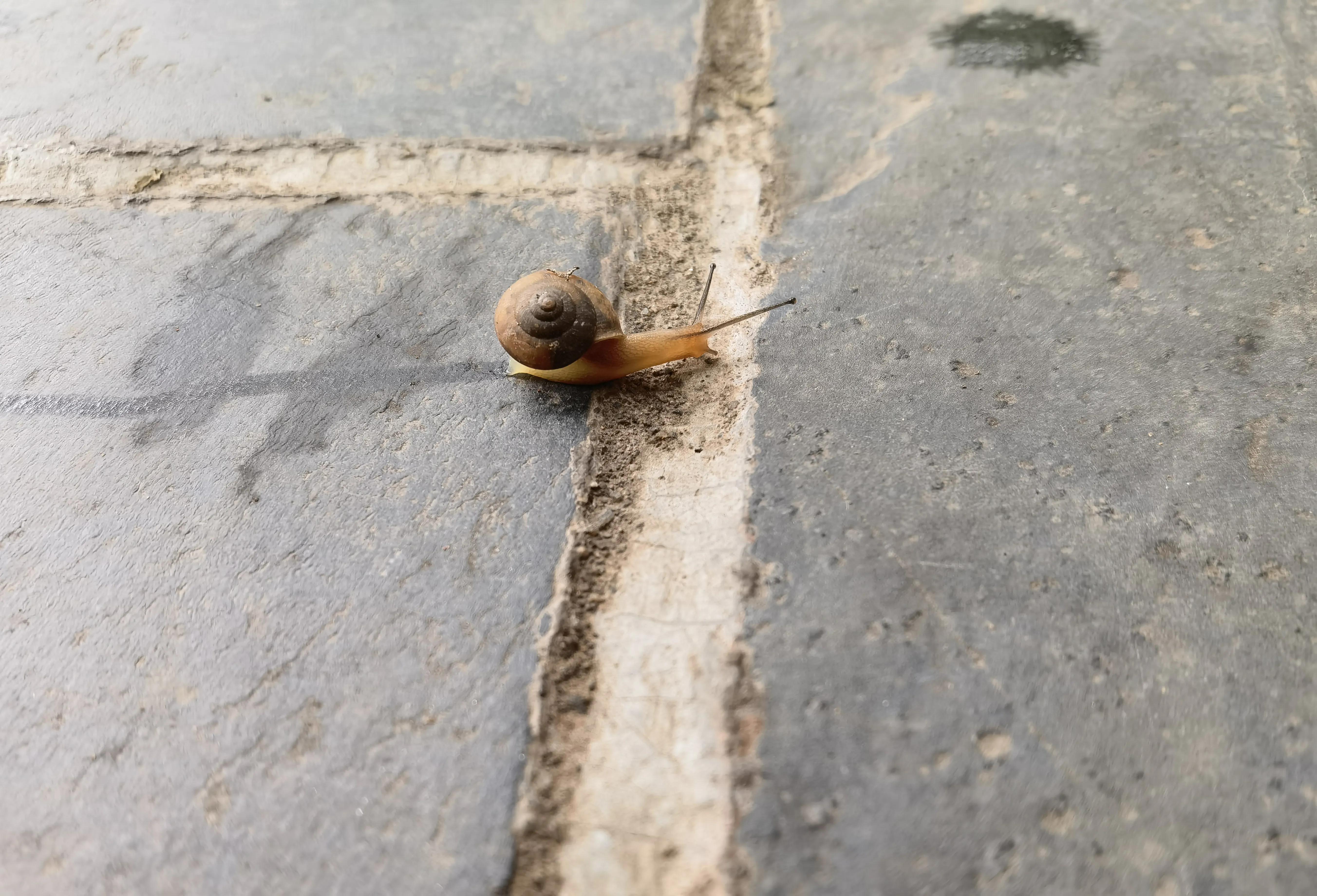 A rare little snail_flat snail - iNEWS