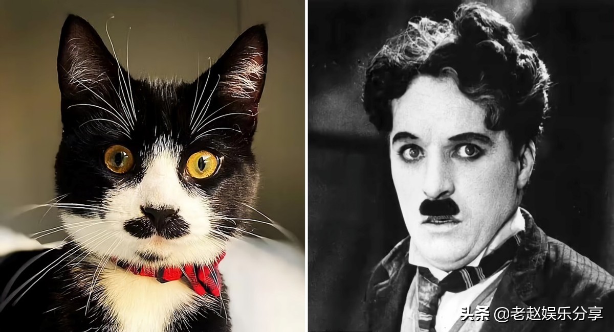 Meow star people start imitating famous star mode, other people have no ...