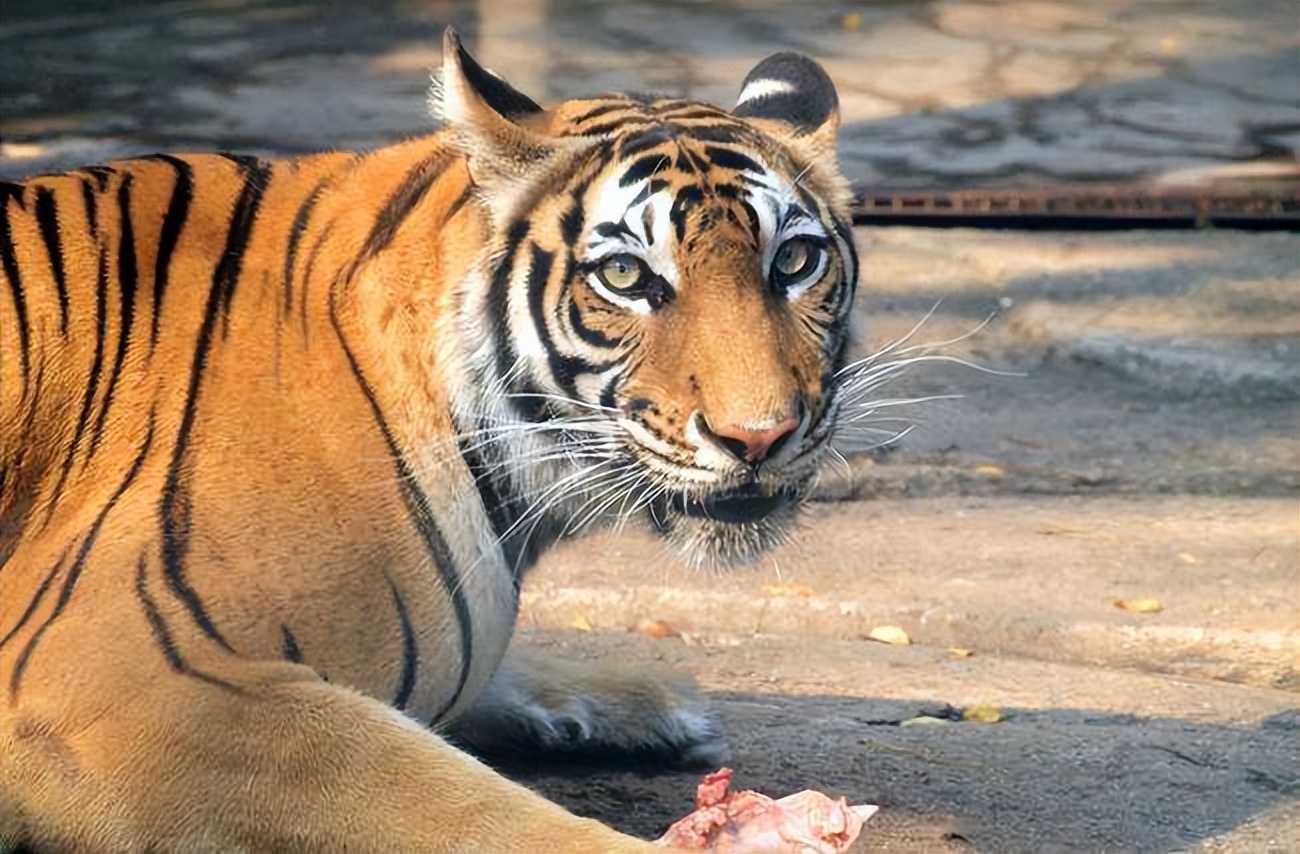 How fierce is Maqi Li, the tiger king?Killing 13 crocodiles without ...