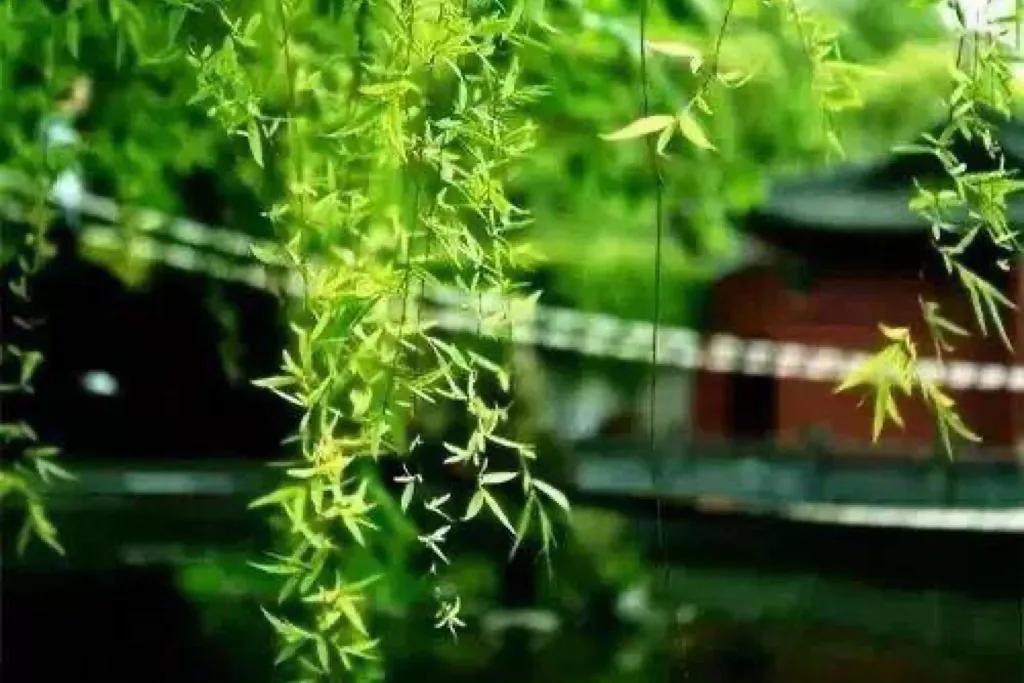 Six beautiful spring poems, graceful and beautiful, so beautiful that ...