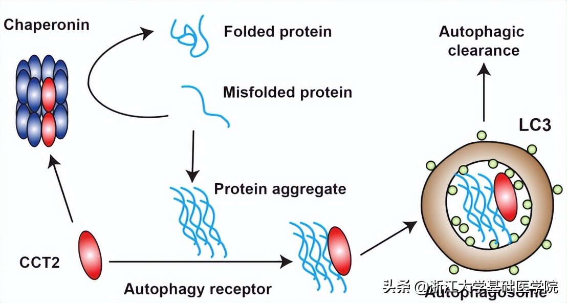 Yi Cong's group discovered that a novel aggregate autophagy receptor ...
