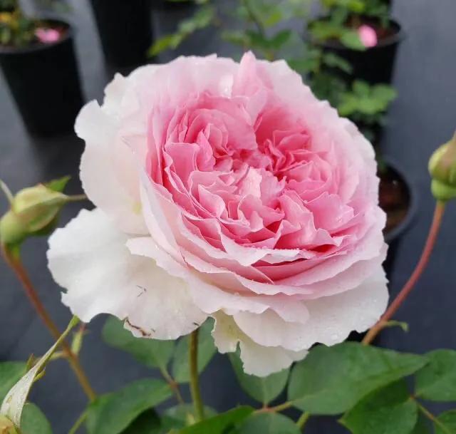 Heartwarming James Galway Rose - iNEWS