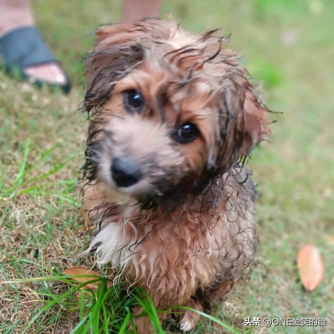 Are dogs uncomfortable in the rain? - iNEWS