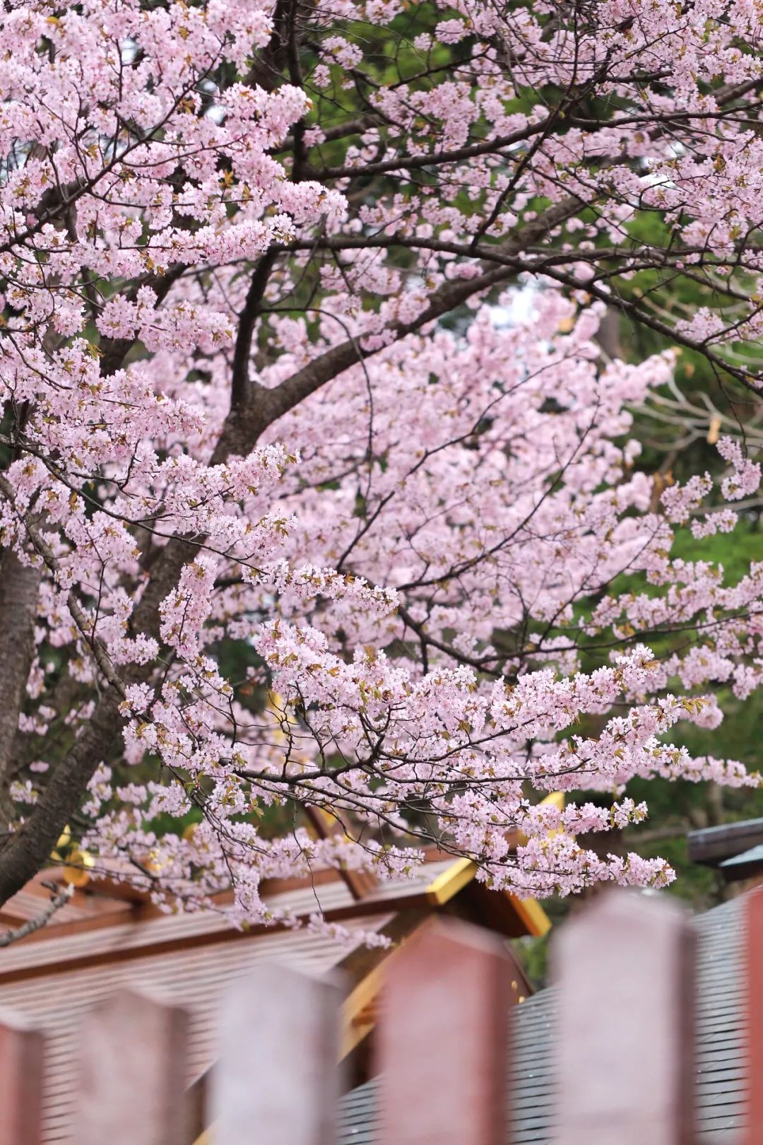 Cherry Blossoms in Early Spring in Hokkaido - Sapporo - iNEWS