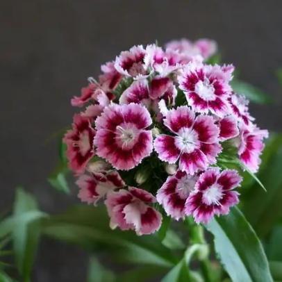 Plant encyclopedia: the main characteristics of caryophyllaceae plants ...