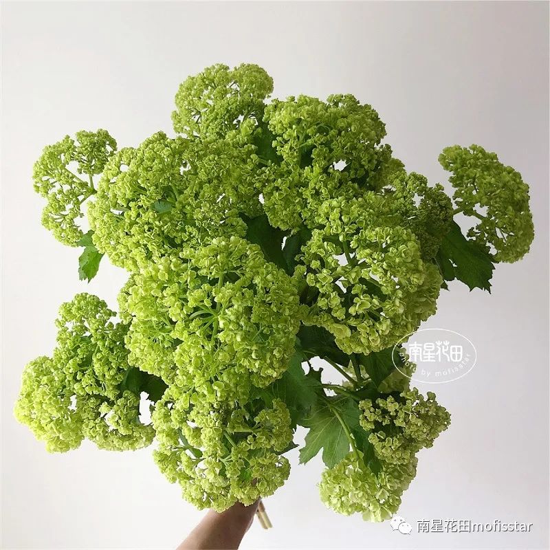 Wooden Hydrangea · Midsummer Green Snow - iNEWS