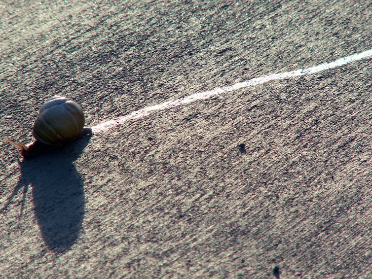 ASC Research: Mucus plays a vital role in animal and human life - iNEWS