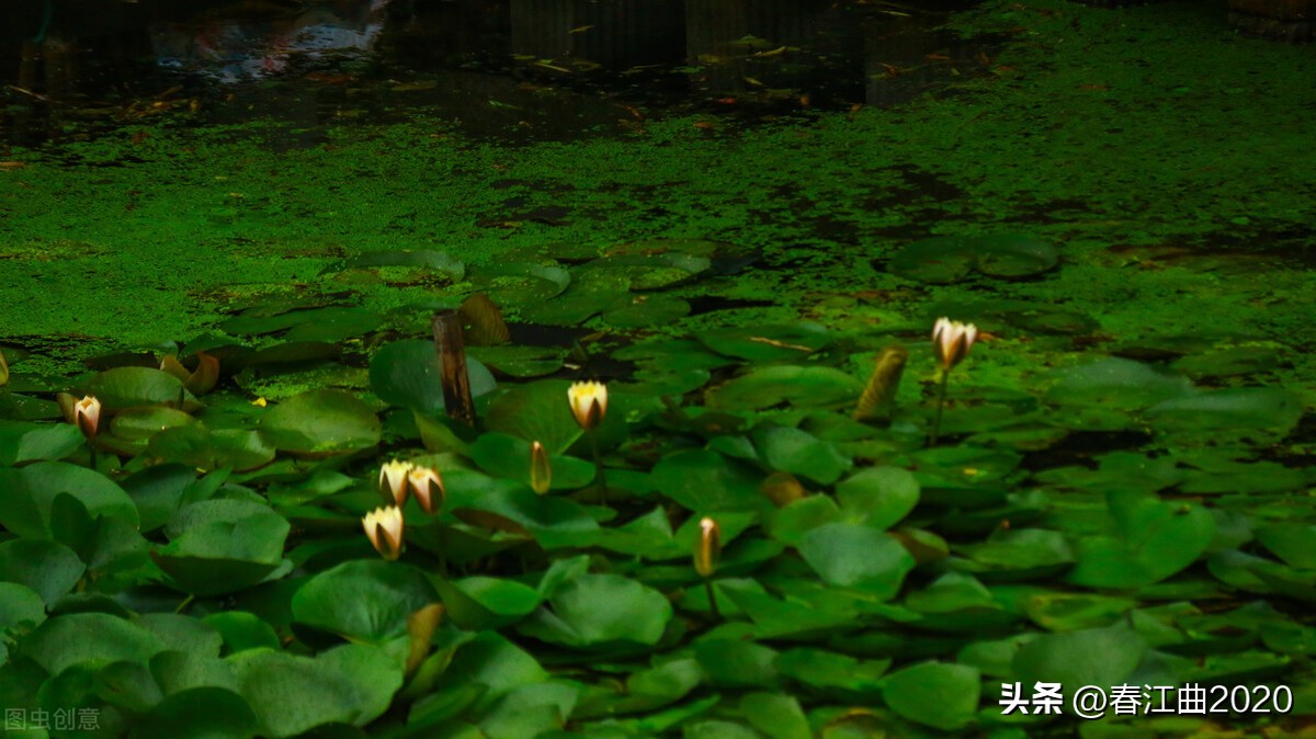 Jinghong Zhaoying leads the soul and dreams - iNEWS