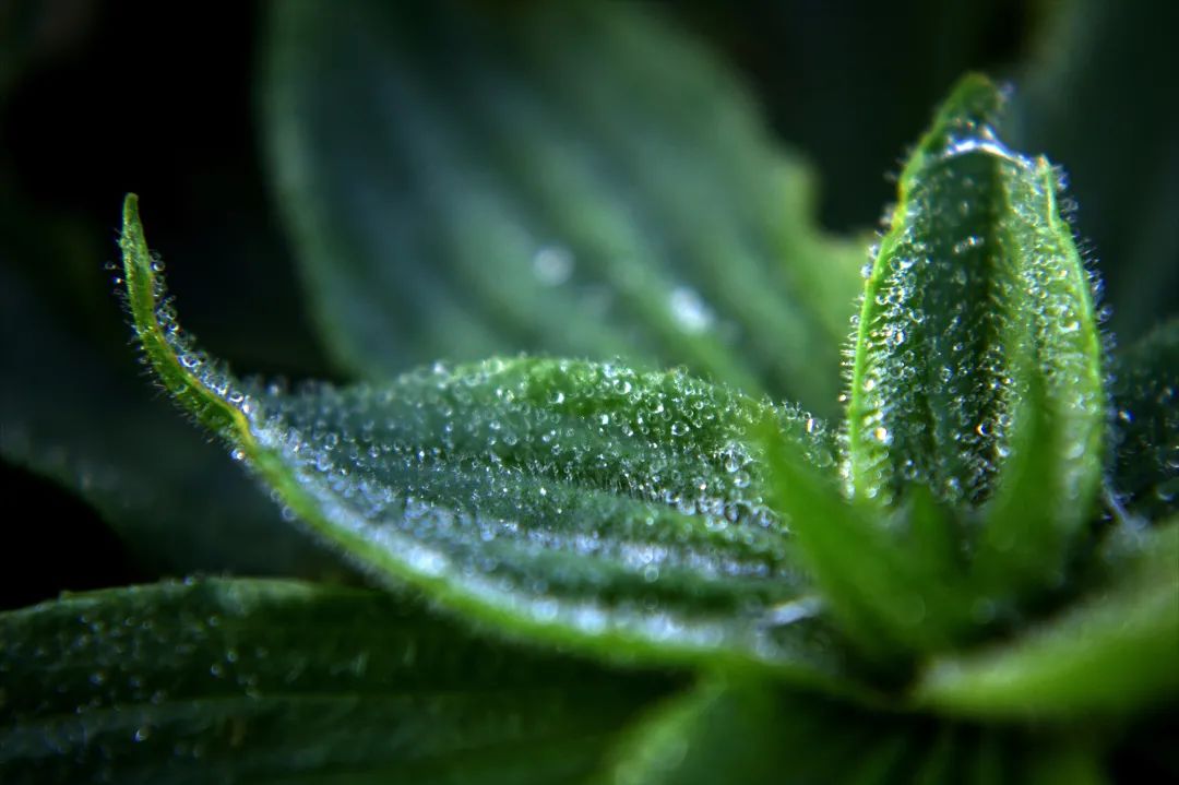 Autumn night moon is bright, dew is white from tonight - iMedia