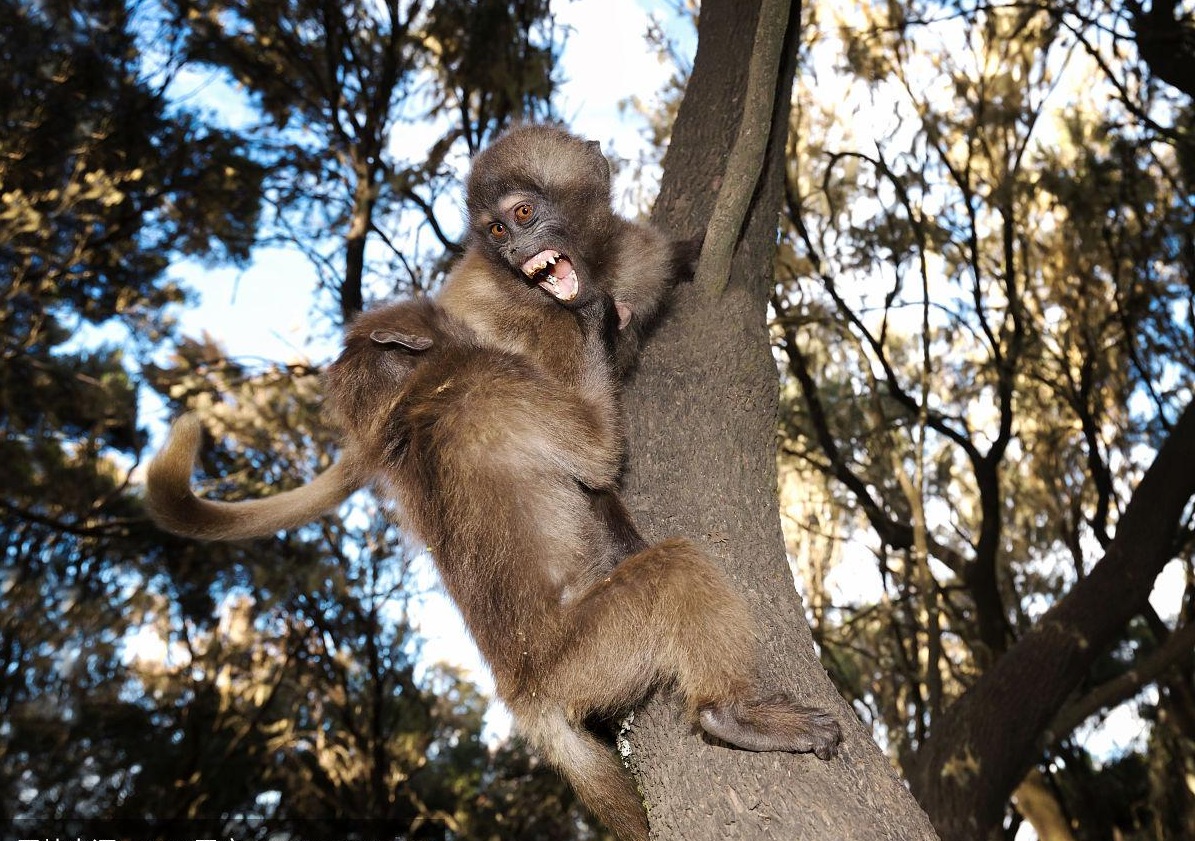 The hunting success rate is twice that of lions, and they will eat ...