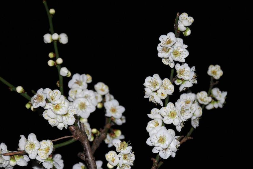 Twenty-five unpopular but astonishing plum poems are refreshing and ...