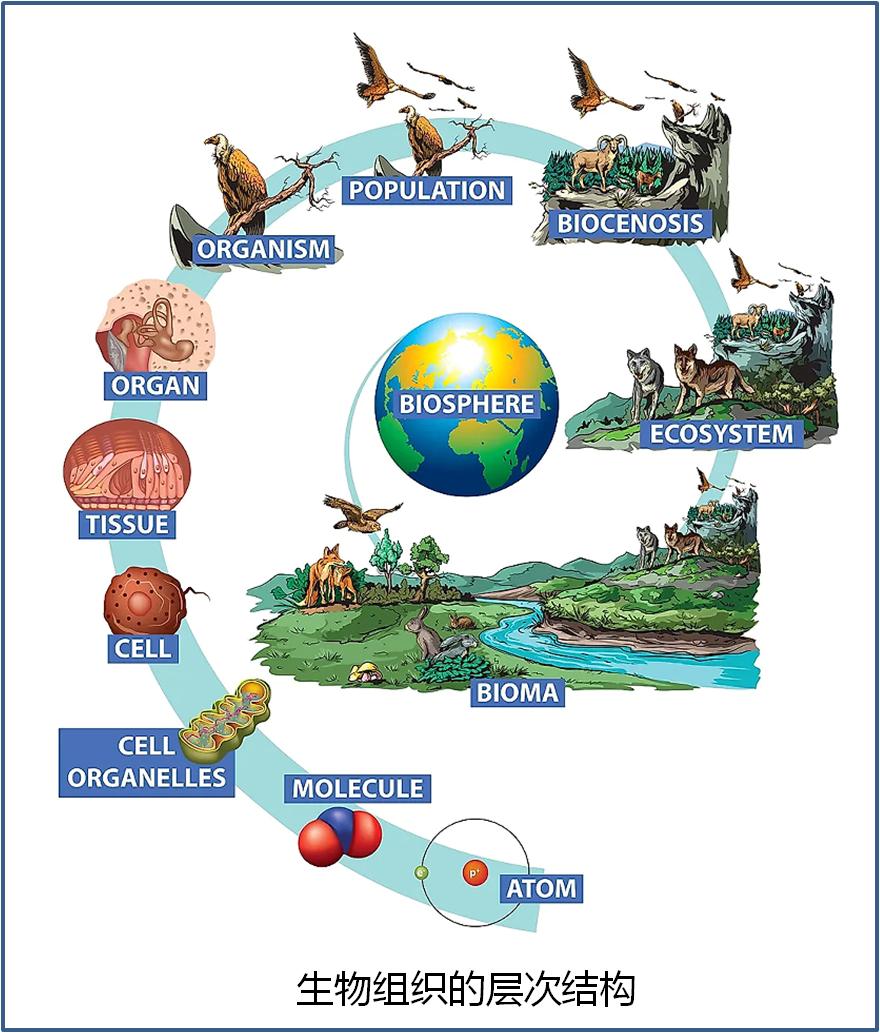 One article to understand what the biosphere is, and to understand the composition, influencing ...