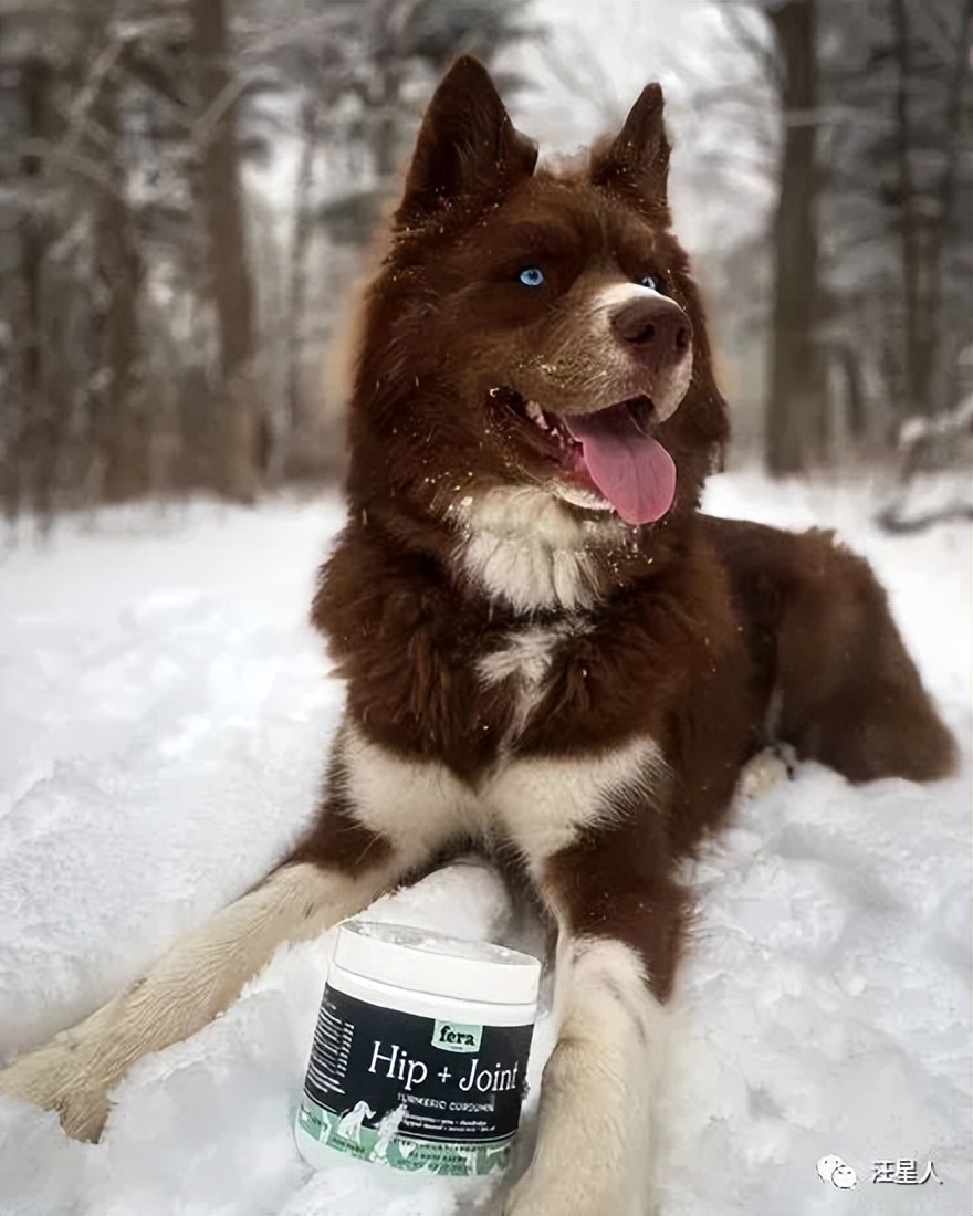 Netizens post chocolate-flavored huskies, this is too special - iNEWS