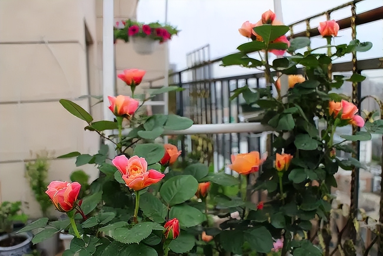 How to raise roses to grow well and bloom Learn more 3 secrets for ...