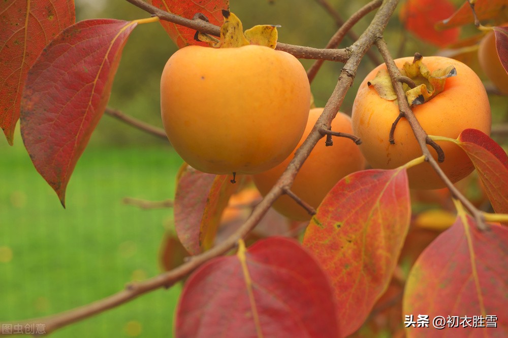 Five ancient poems, talk about persimmons and persimmon trees, and the ...