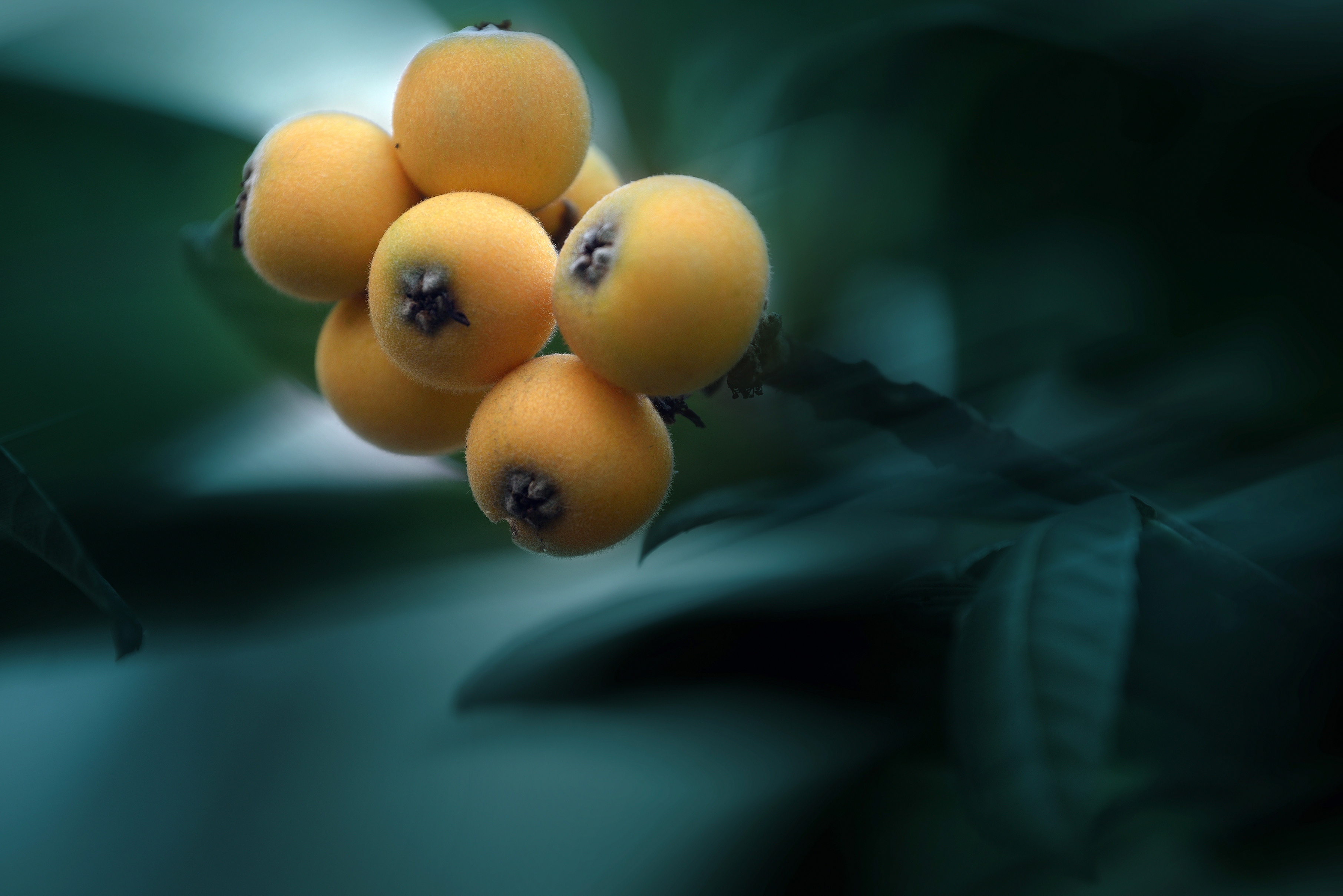 Pipa fruit in Shanghai garden - iNEWS