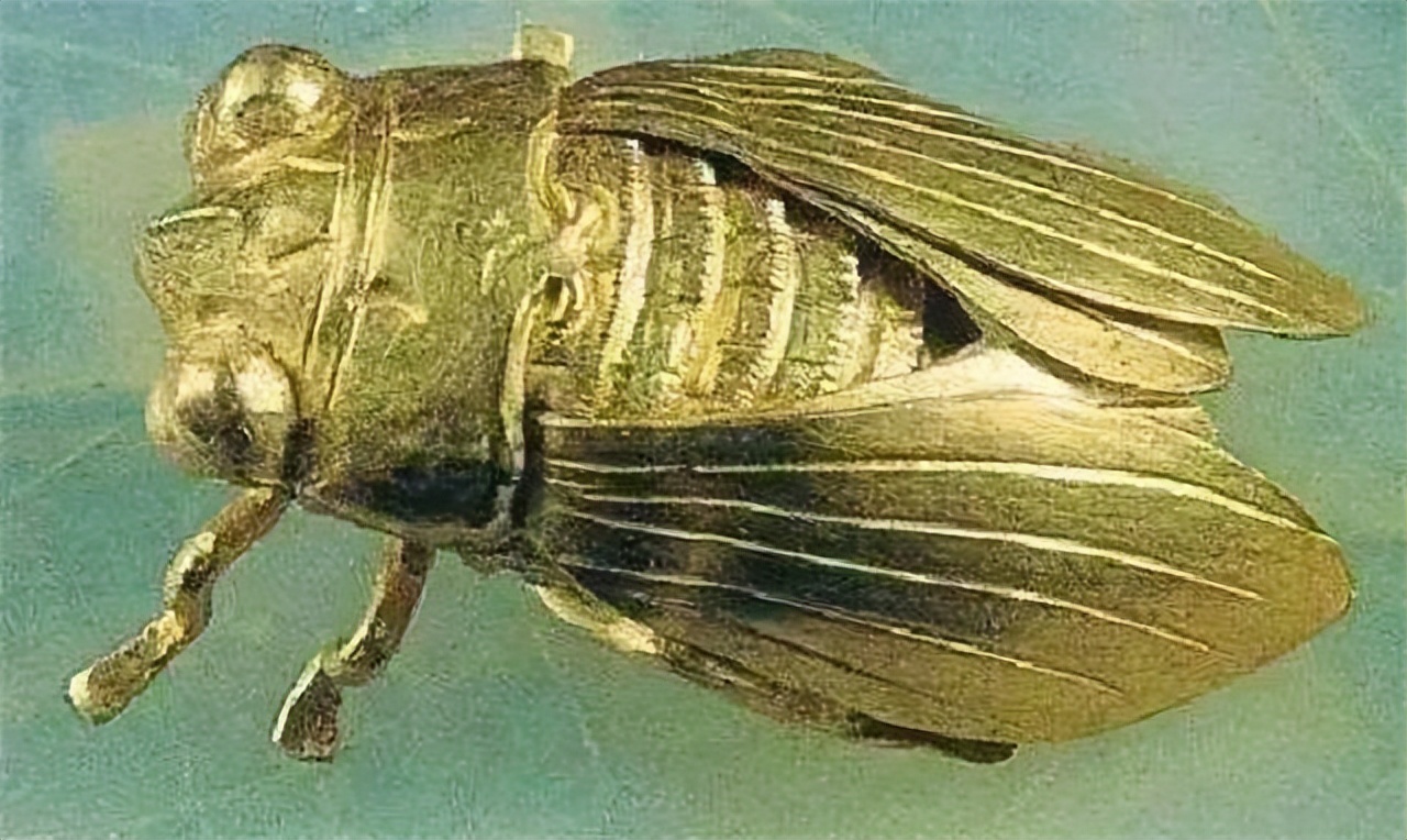 An ancient tomb was unearthed in Suzhou, and a luminous "golden cicada ...