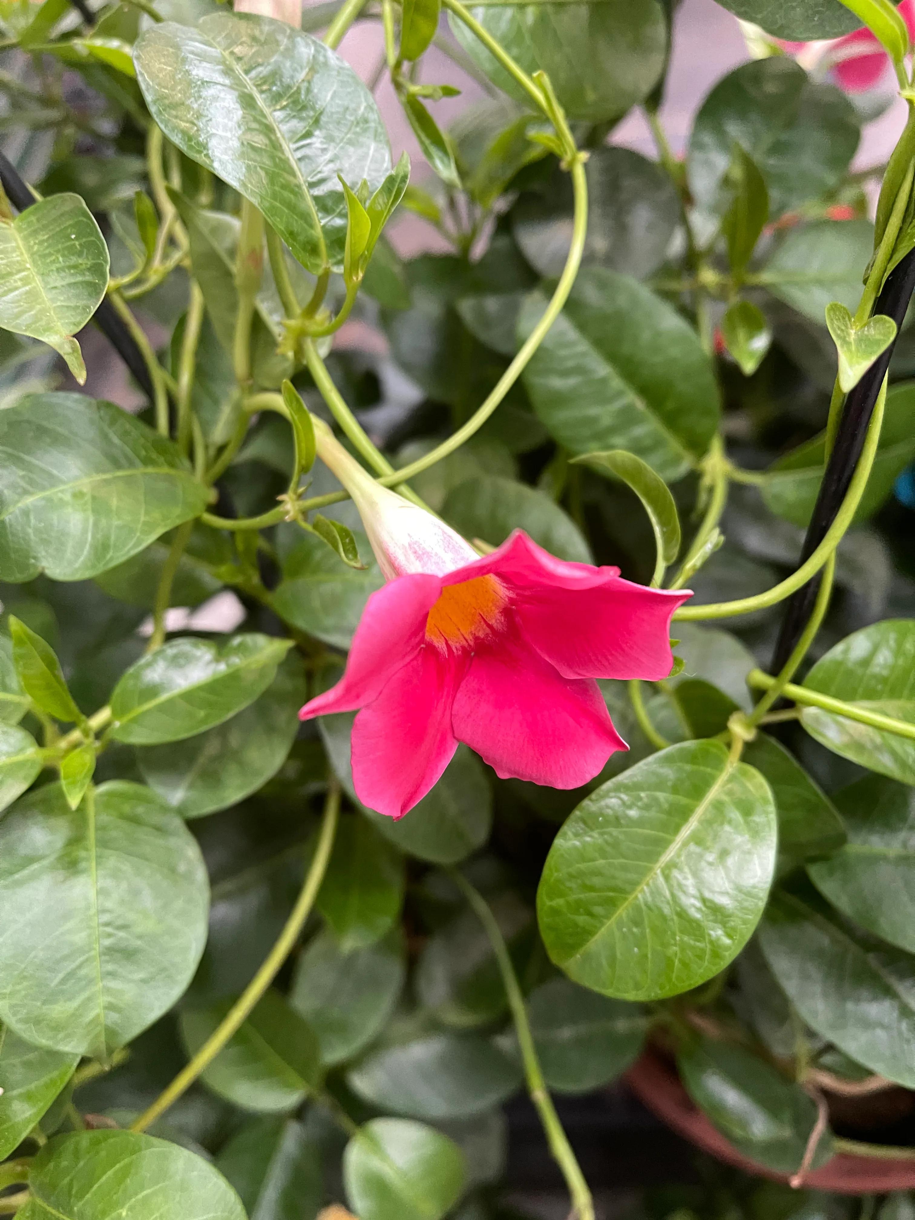 Fragrant Vine - iMedia
