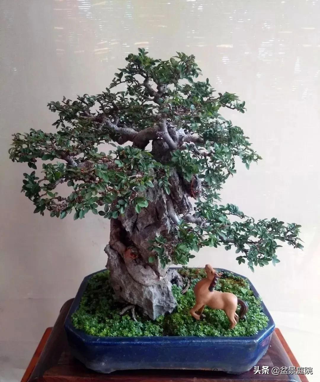 The current scam in the bonsai world - iNEWS