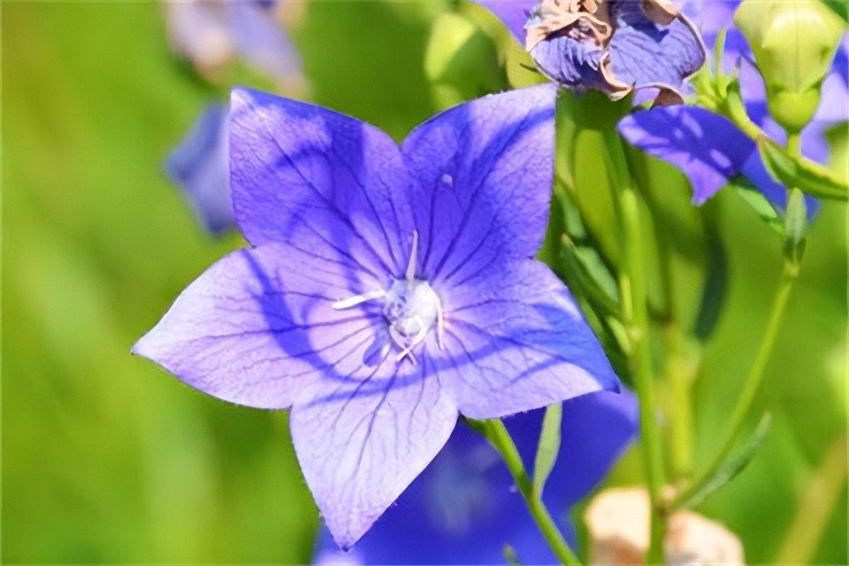 What color is the most expensive eustoma? - iMedia