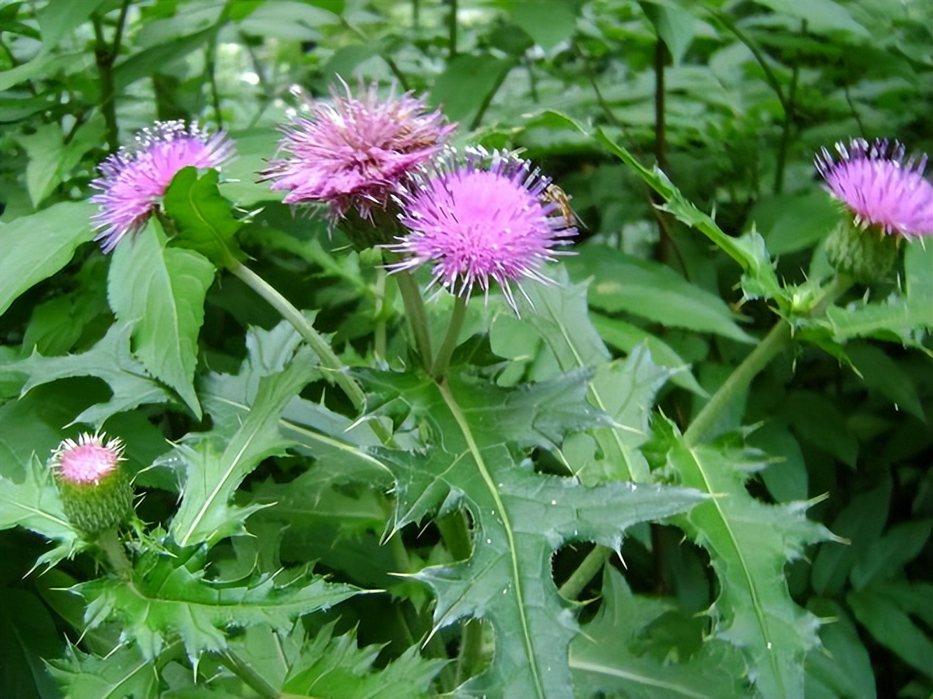 Acute urinary tract infection accompanied by hematuria, 1 commonly used ...