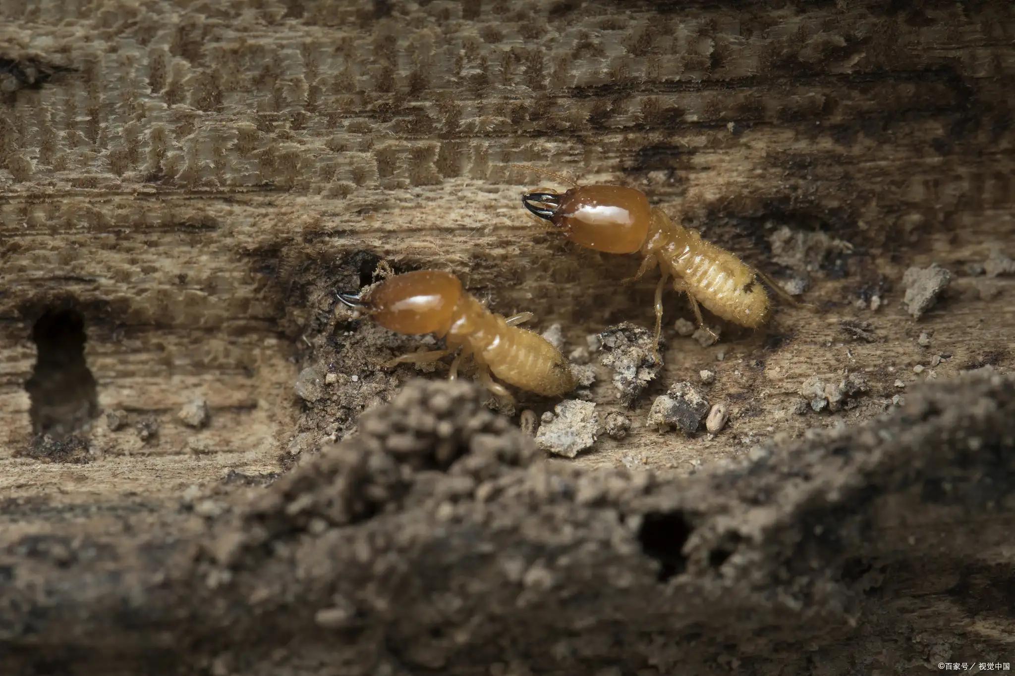 China's Unsolved Mystery "The Mystery of the Ant Tower" - iNEWS