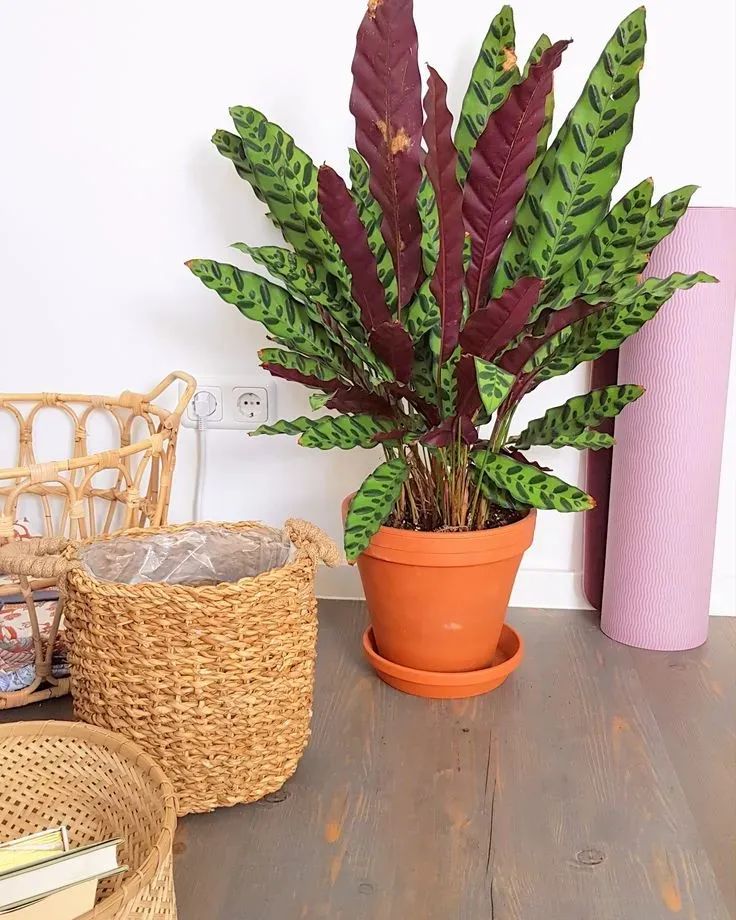 8 kinds of niche indoor shade-tolerant plants, novices can also try to ...