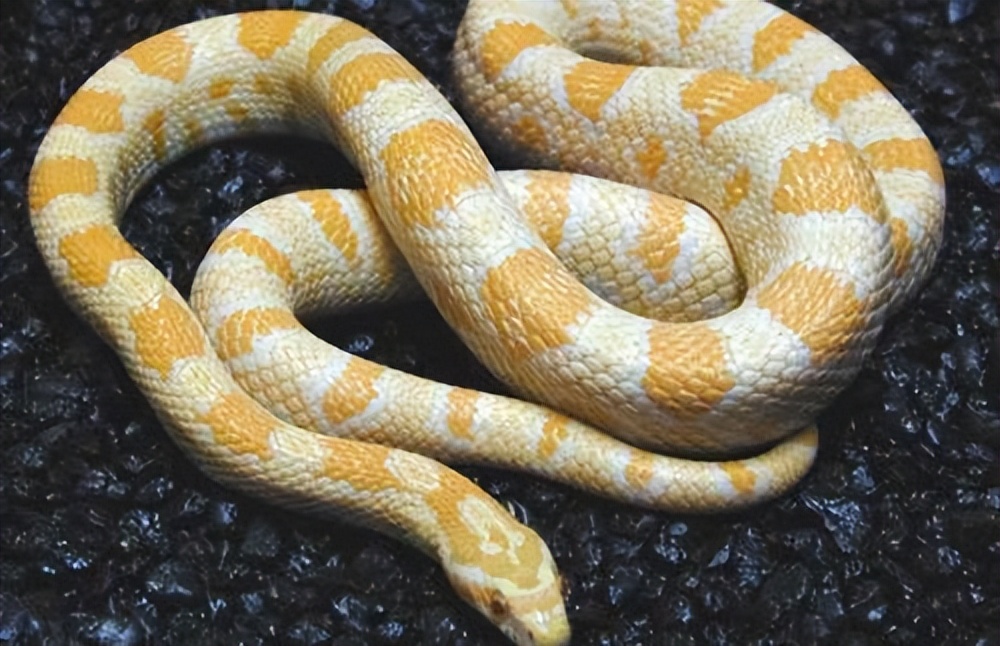 Animal Fun Facts: Which Snakes Are Best to Keep, Eight Kinds of Pet ...