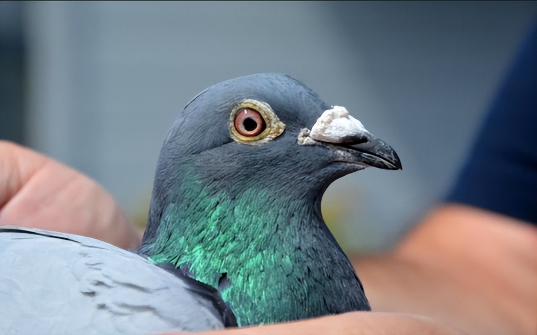 India is in a panic!China implanted a chip into the brain of a pigeon ...