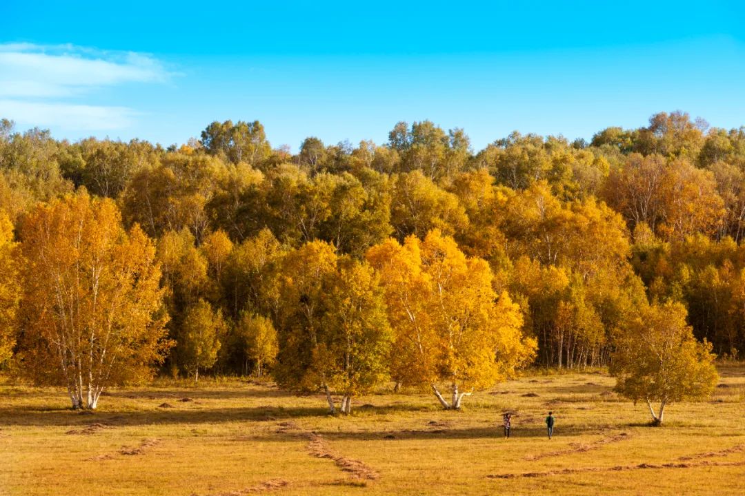 It is easier to reach than Hulunbuir, and the gorgeous autumn colors ...