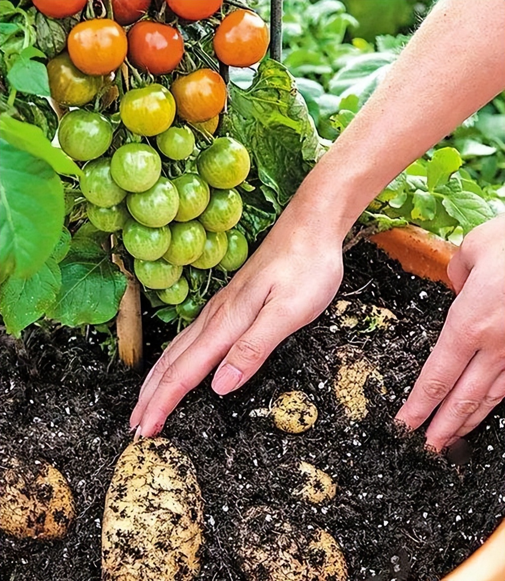 Potatoes "marry" tomatoes and give birth to "dragon and phoenix babies ...