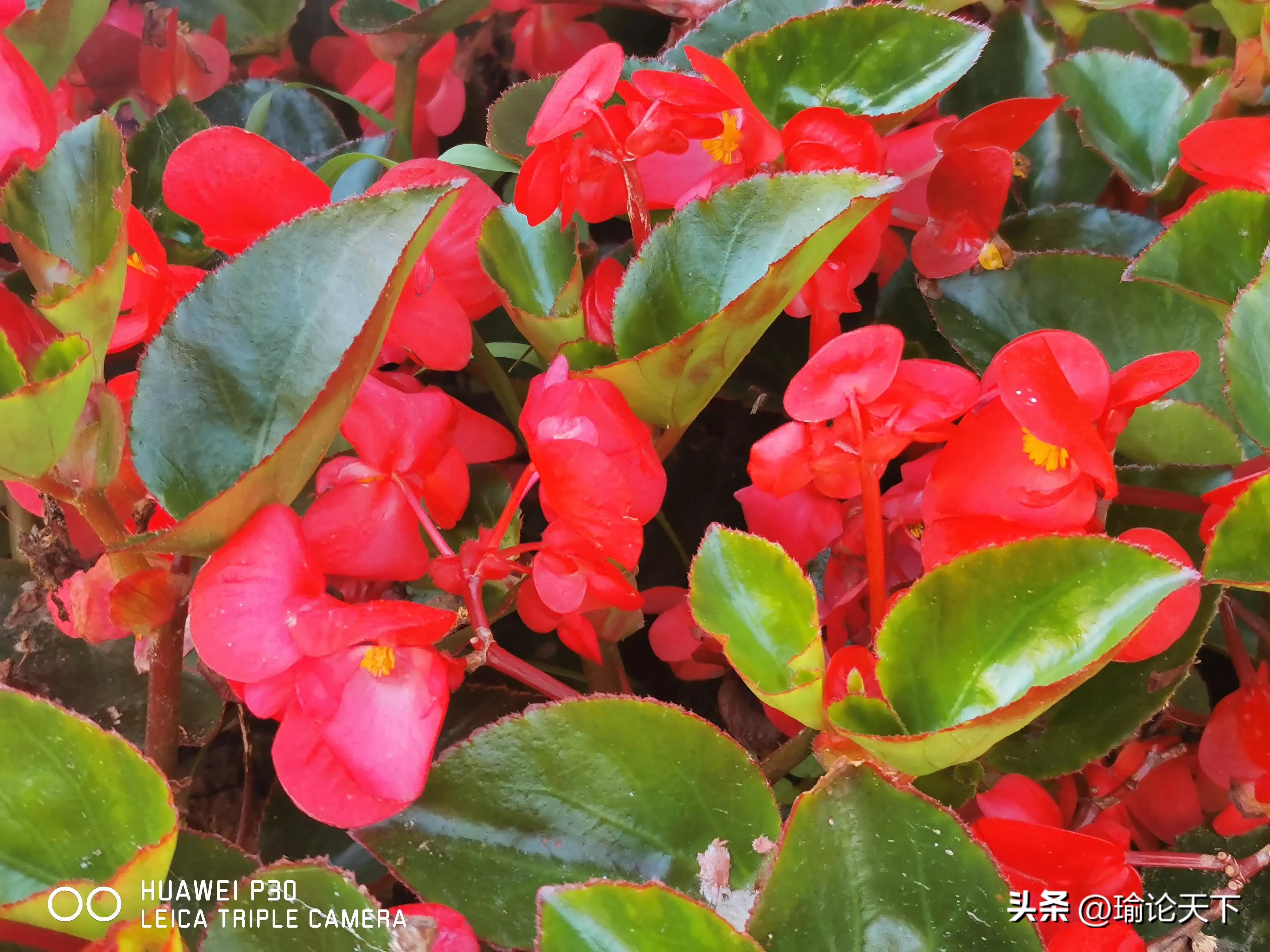 "Begonias" in the Song of Flowers and Herbs series - iNEWS