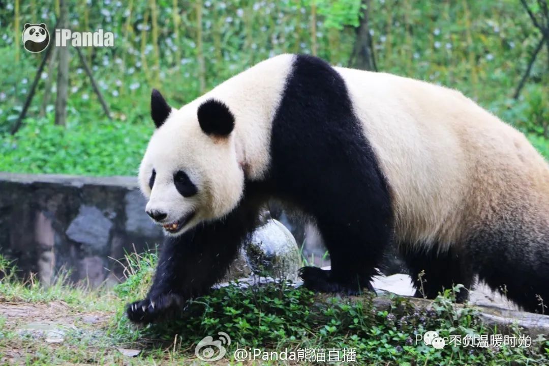 Giant Panda Yeye, Meidudu's Panda Mother - iNEWS