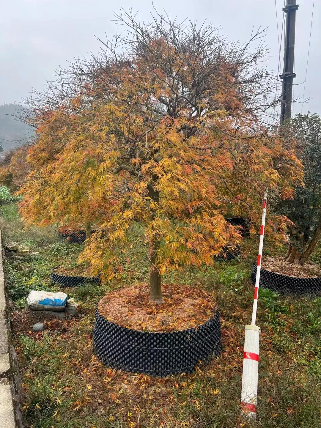 Friends who have a garden want to plant a feather maple - iNEWS