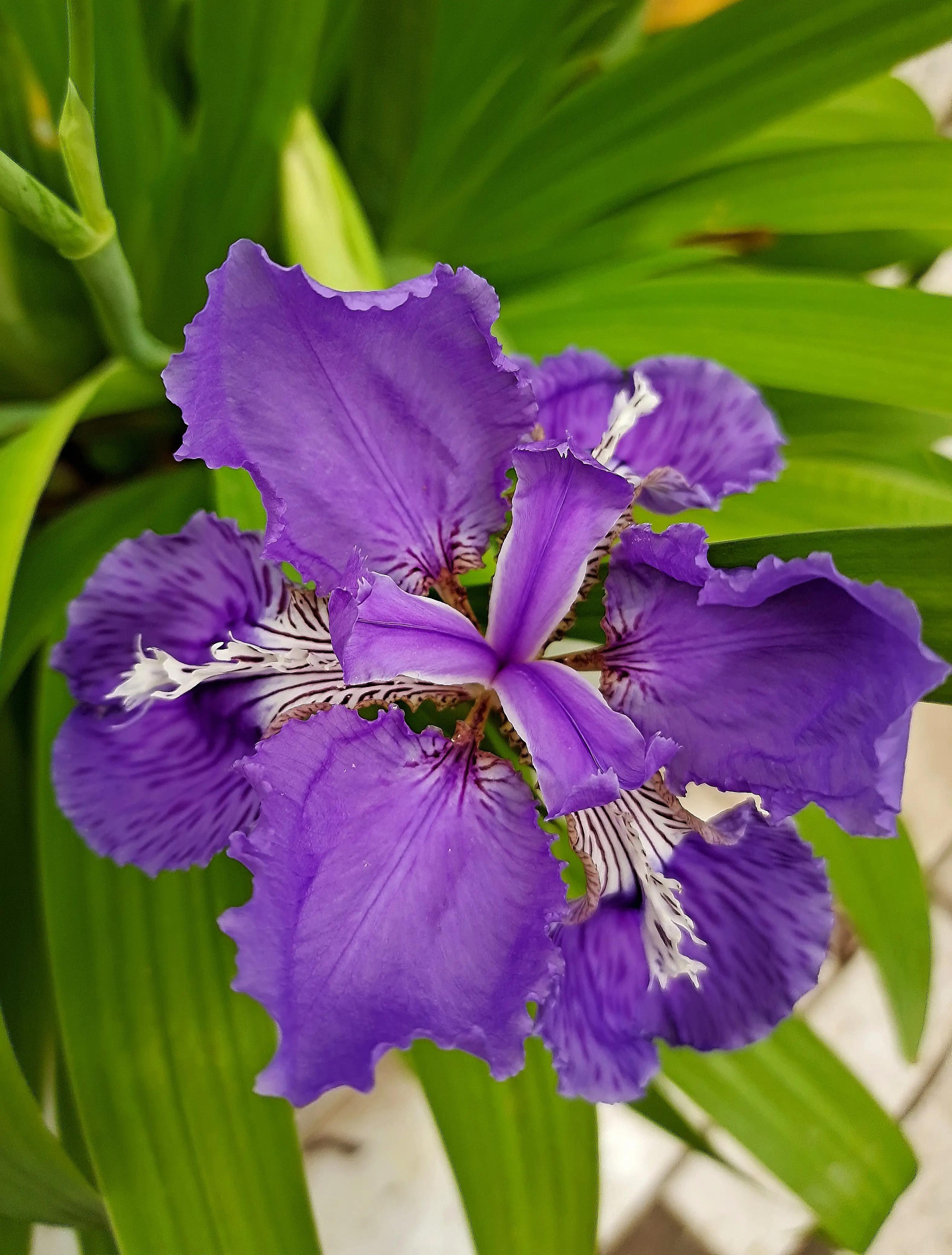 Iris: Madame Butterfly in the flower world, the beauty of frozen age is ...