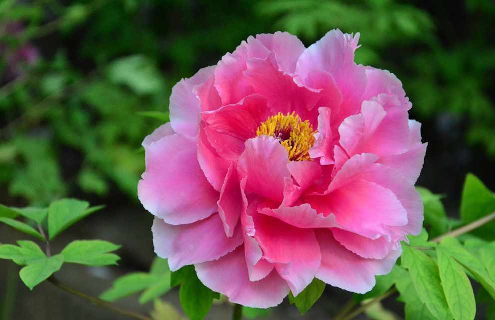 Five peony poems ‖ expressing the peony feelings of "a bouquet of ...