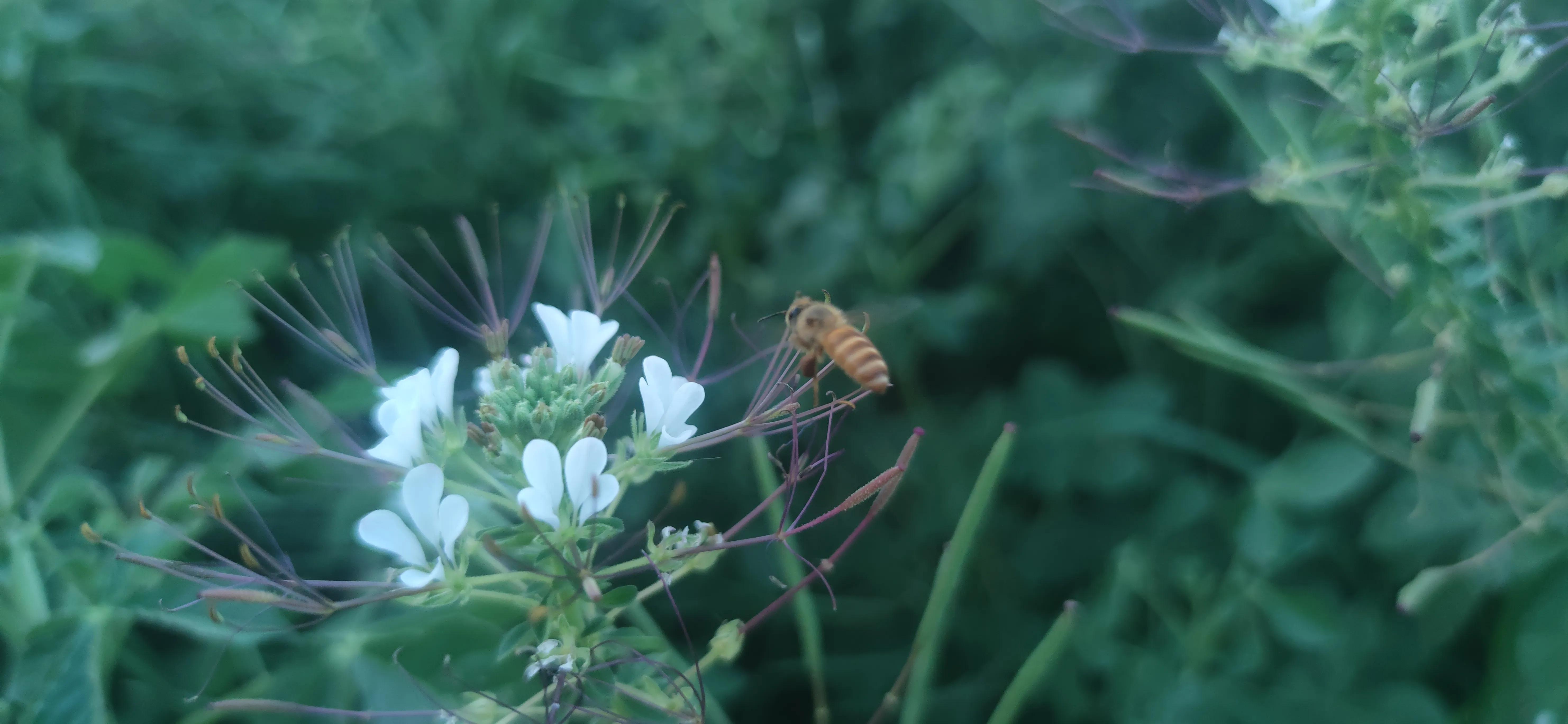 The Dance of the Bees: Demonstrating the Magic of Nature and the Power ...