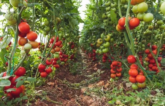 If you don't know these three points about fertilization, no matter how ...