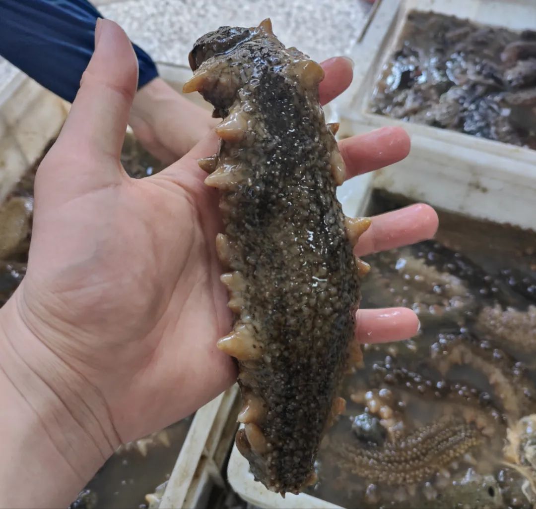 Going to 4A scenic spot to engage in sea cucumbers, what does JD.com ...