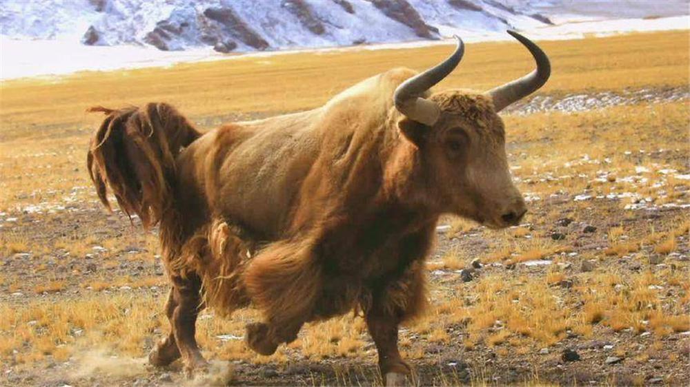 When a golden-haired wild yak meets a pack of wolves, it surrounds its ...